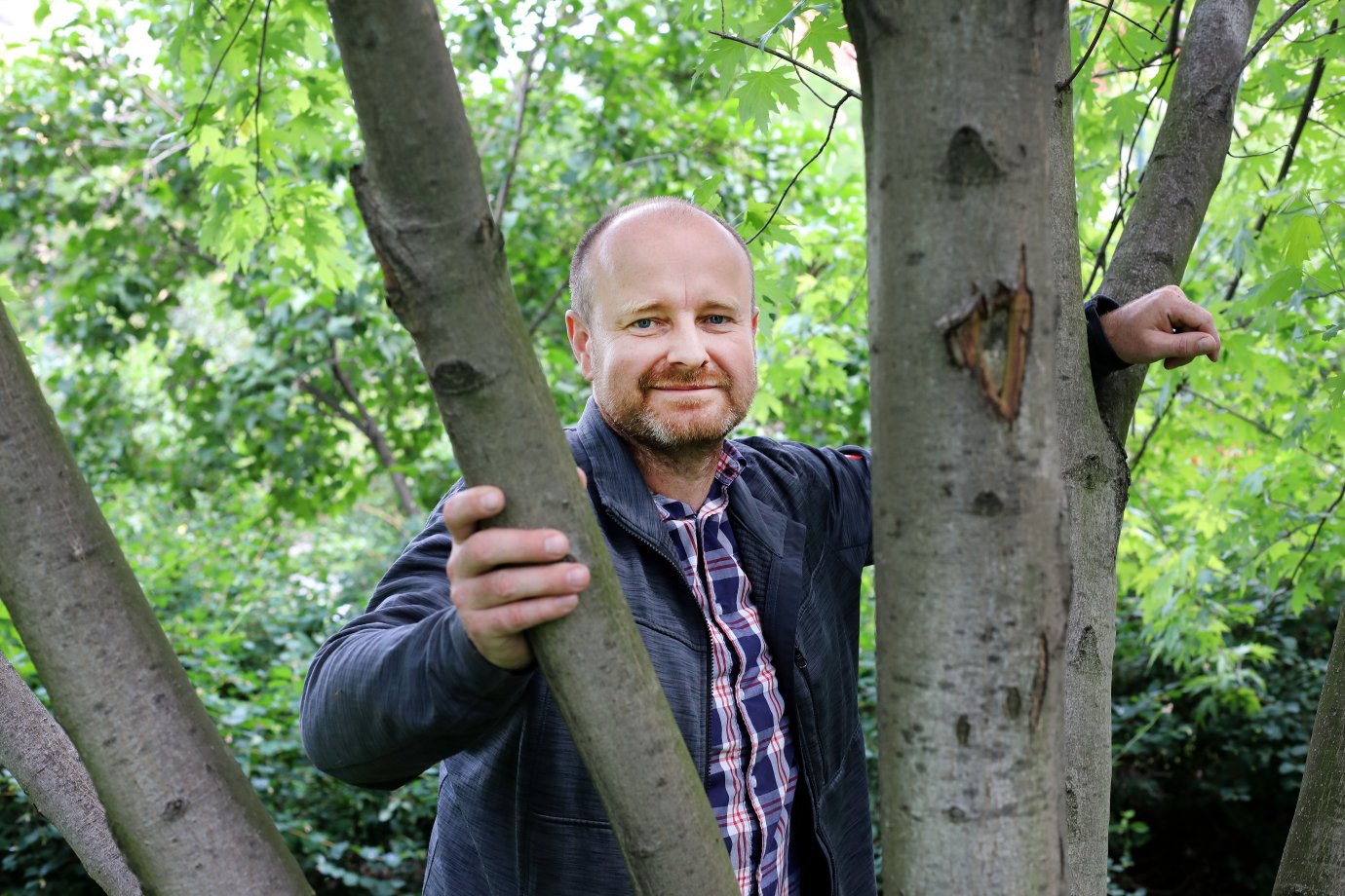 Stromů ve městě není málo, ale bojují o přežití. Jsou z nich nefunkční ...