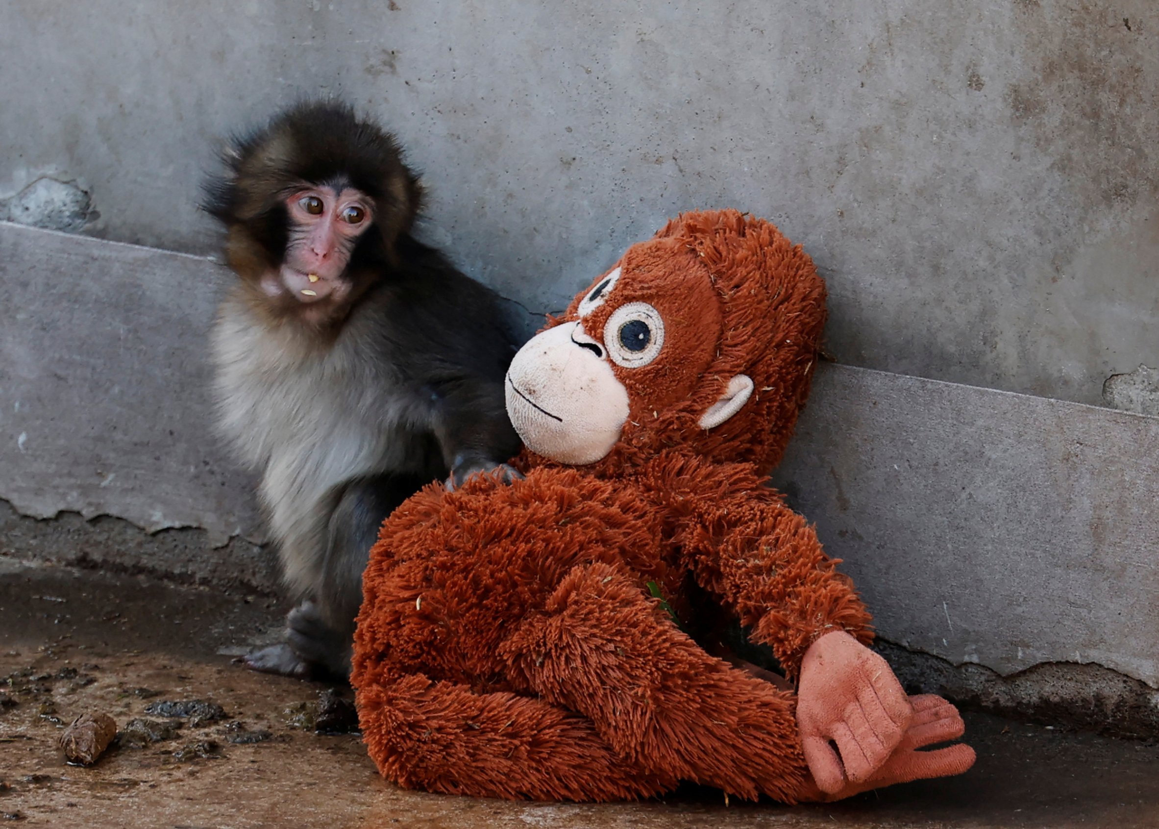 Opuštěný makak Punch našel útěchu v plyšovém orangutanovi a dojal svět ...